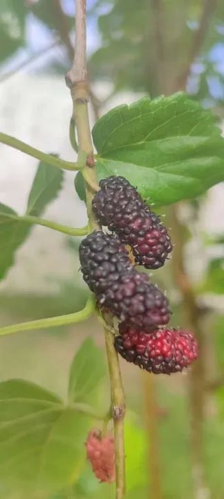 Mudas de amora gigante e mais * - Jardinagem e Plantas - Felipe Camarão ...