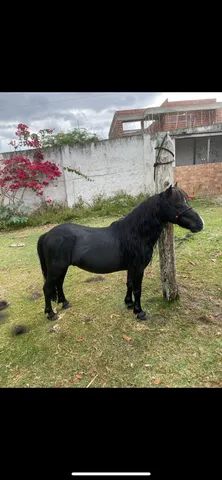 "mini ponei" no Brasil