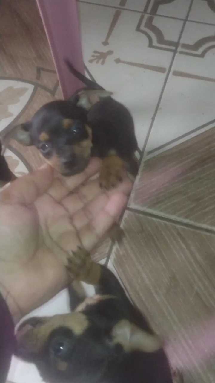 "cachorro pinscher 1" - Cachorros no Brasil