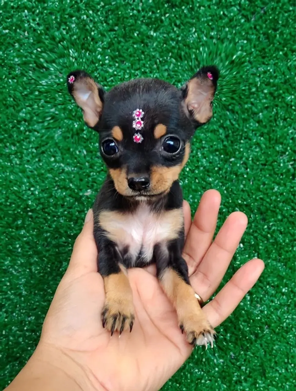 "cachorro pinscher 1" - Cachorros no Brasil