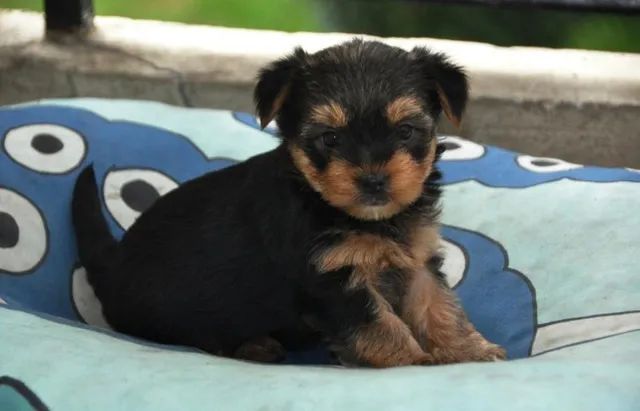 "yorkshire preto" no Brasil