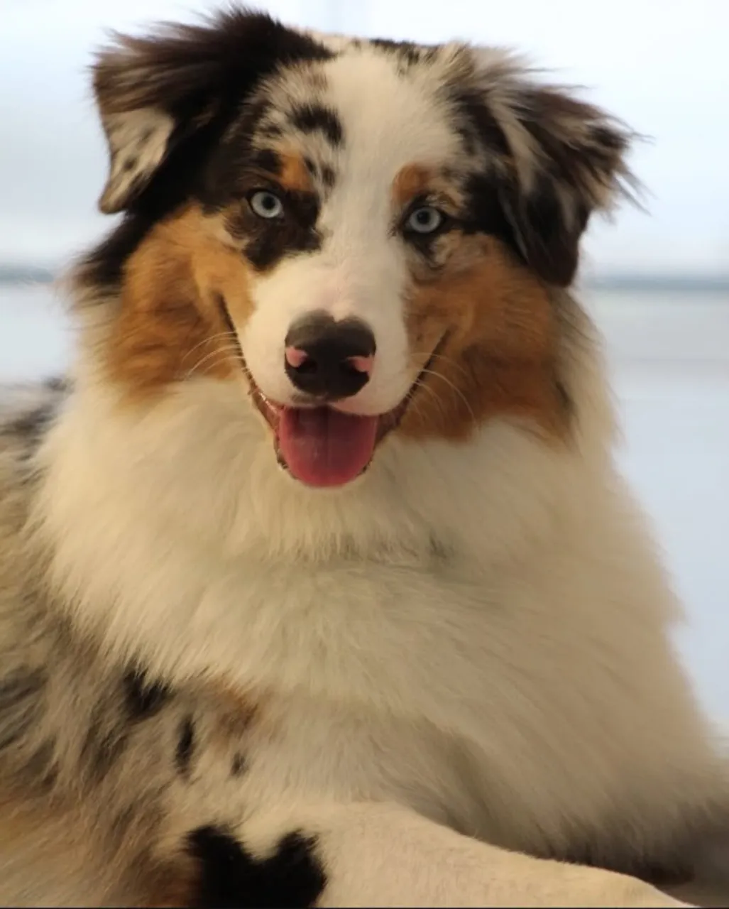 "pastor australiano" - Cachorros no Brasil