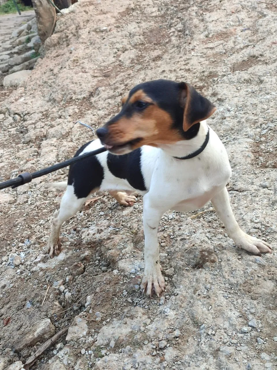 "filhotes de fox paulistinha" - Cachorros no Brasil