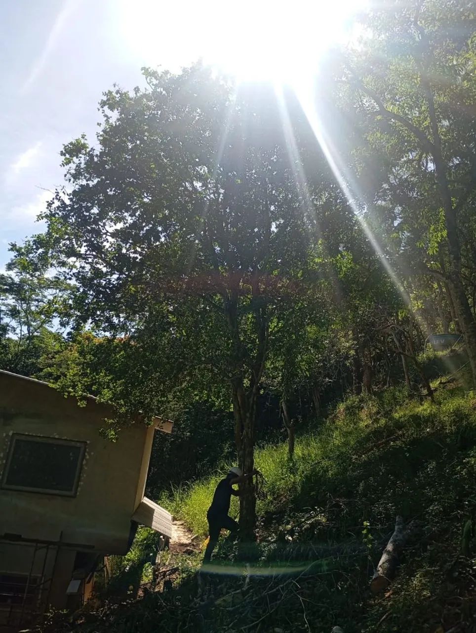 Poda de árvores e supressão jere poda - Serviços - Vila Cândida, São ...