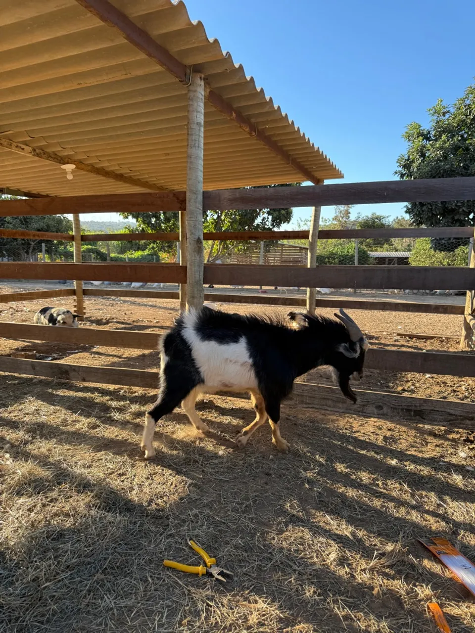 "mini cabras" no Brasil