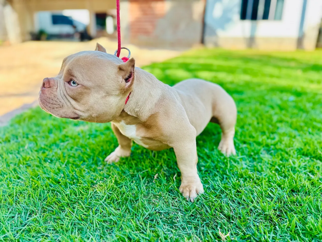 "filhotes de american bully" - Cachorros no Brasil