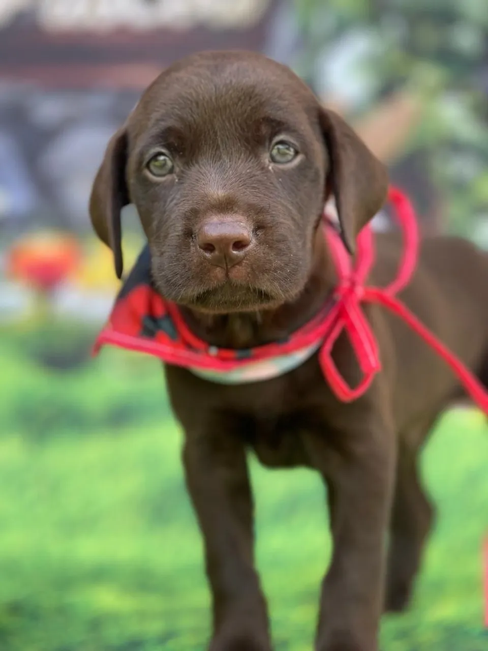 "filhotes de labrador marrom" - Cachorros no Brasil