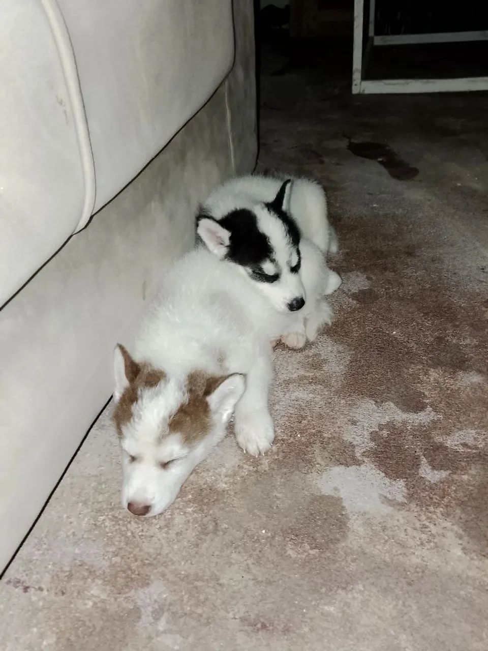 Filho husky siberiano - Cachorros - Nova Cidade, Manaus 1467521427 | OLX