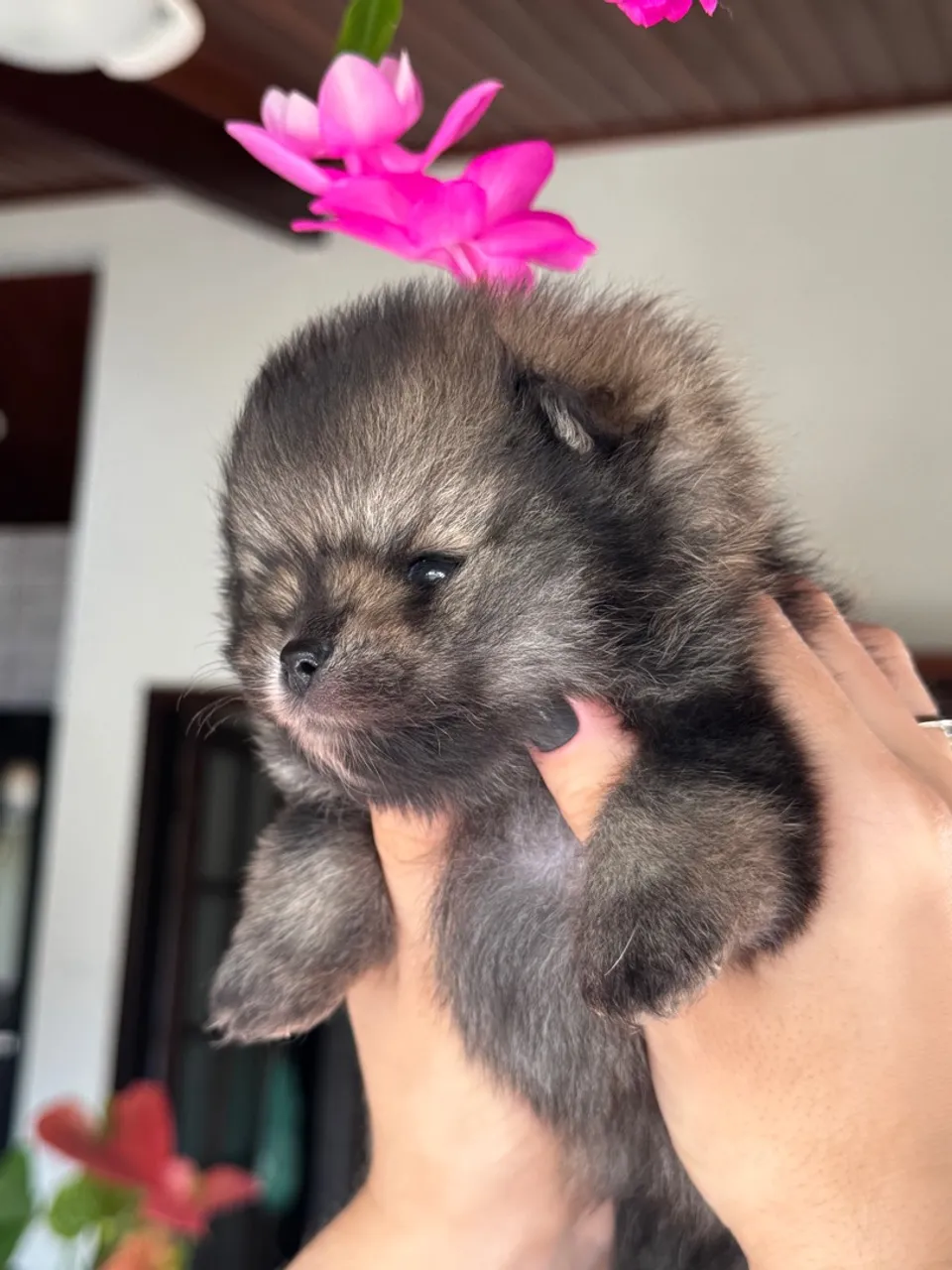 "mini lulu da pomerania" - Cachorros no Brasil