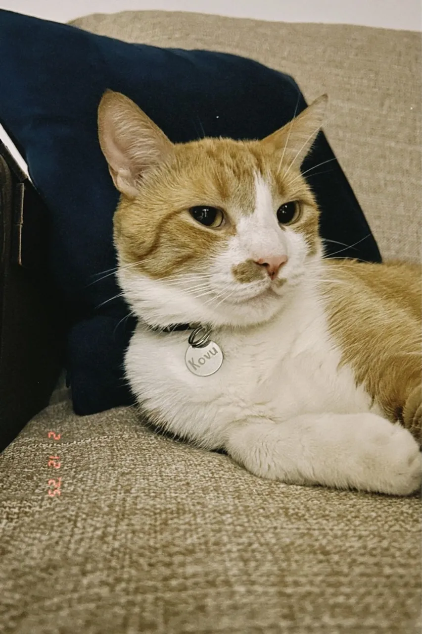 "gato laranja" - Gatos no Brasil