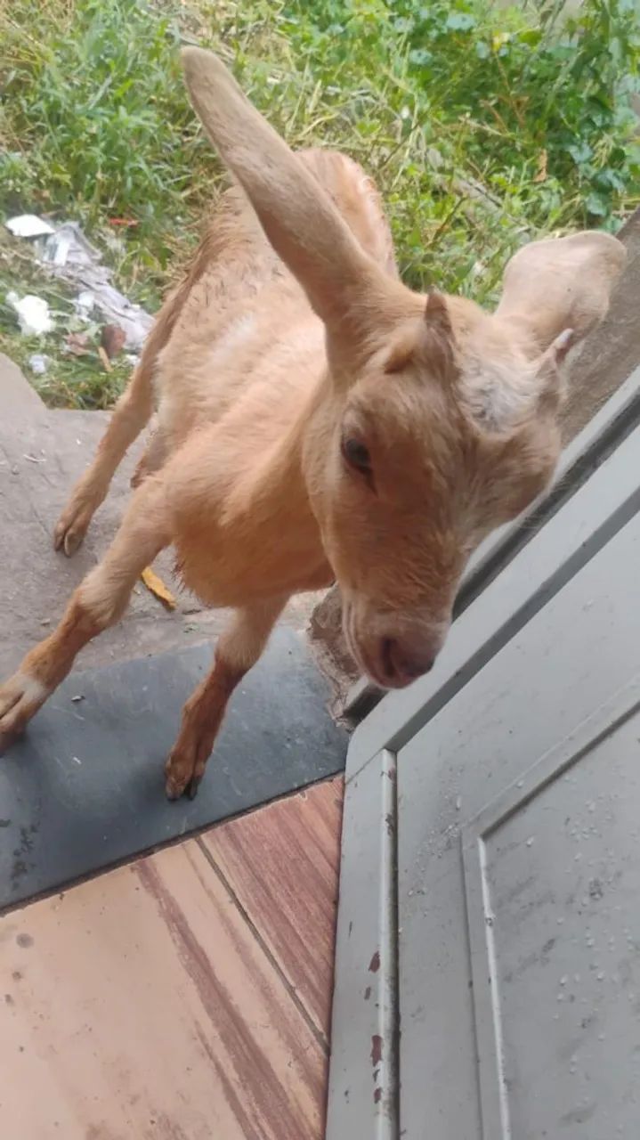 Cabrita saanem - Animais para agropecuária - Ouro Preto, Belo Horizonte ...