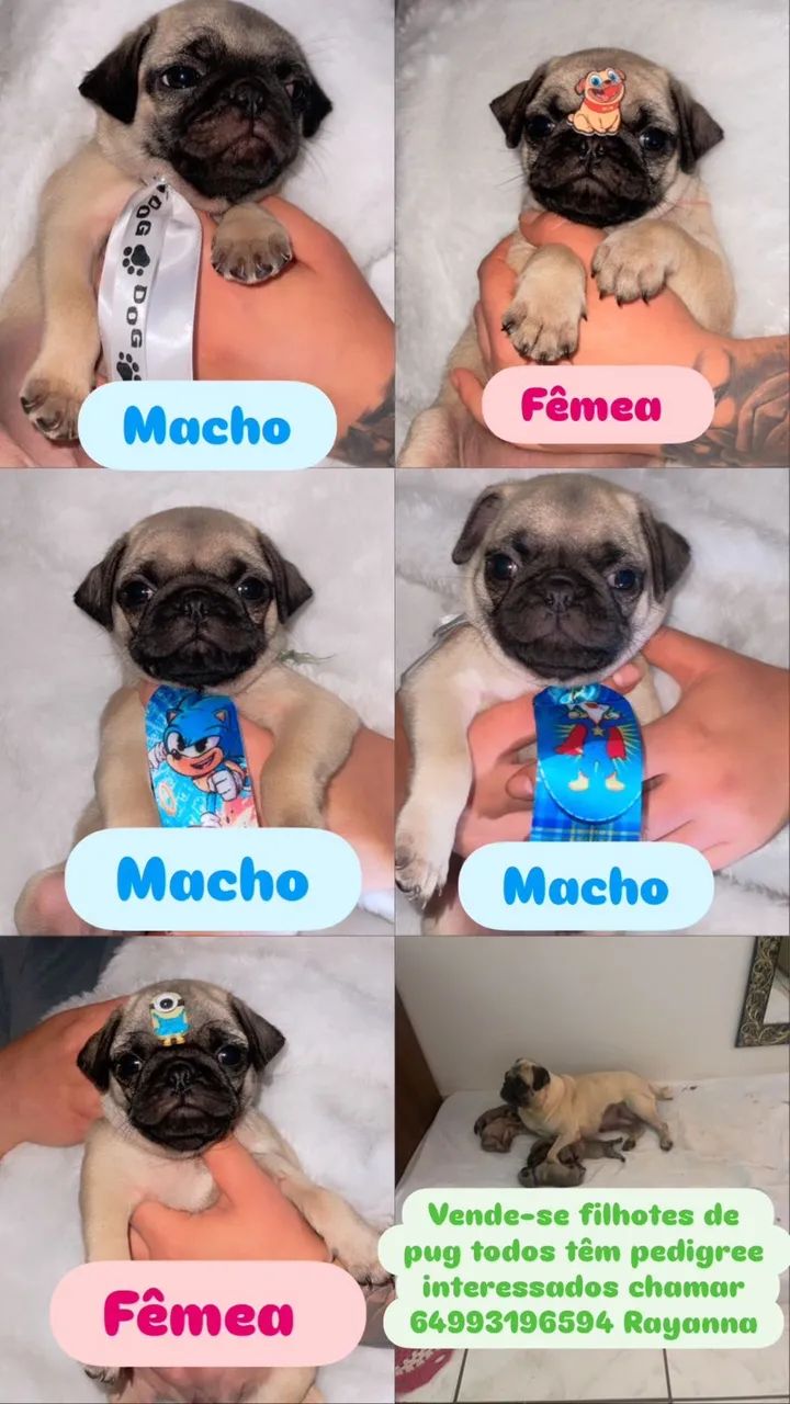 Pug todos com pedigree - Cachorros - Residencial Maranata, Rio Verde ...