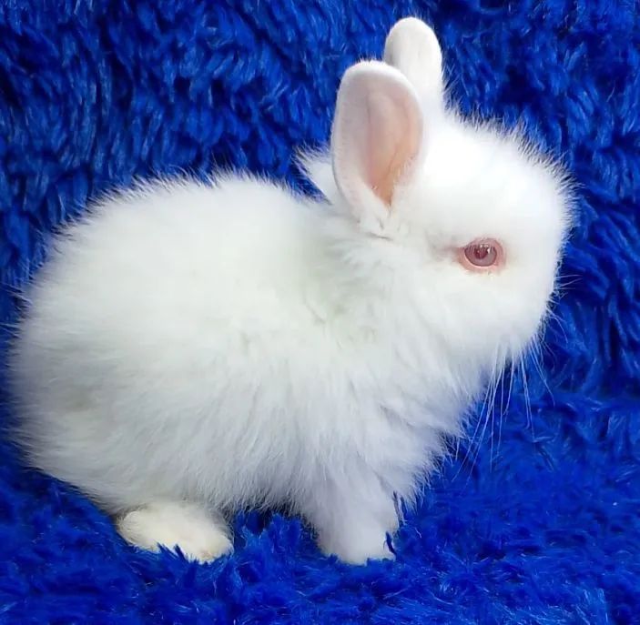 Promoção 80$ mini Lion Head (branco) - Roedores - Tambaú, João Pessoa ...