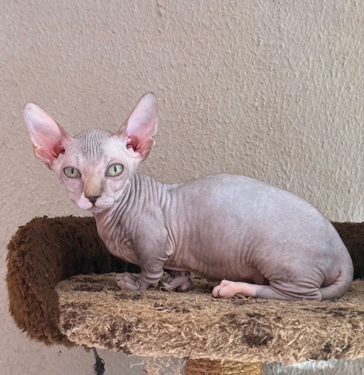 Filhote Sphynx Bambino - Gatos - Setor Habitacional Vicente Pires ...