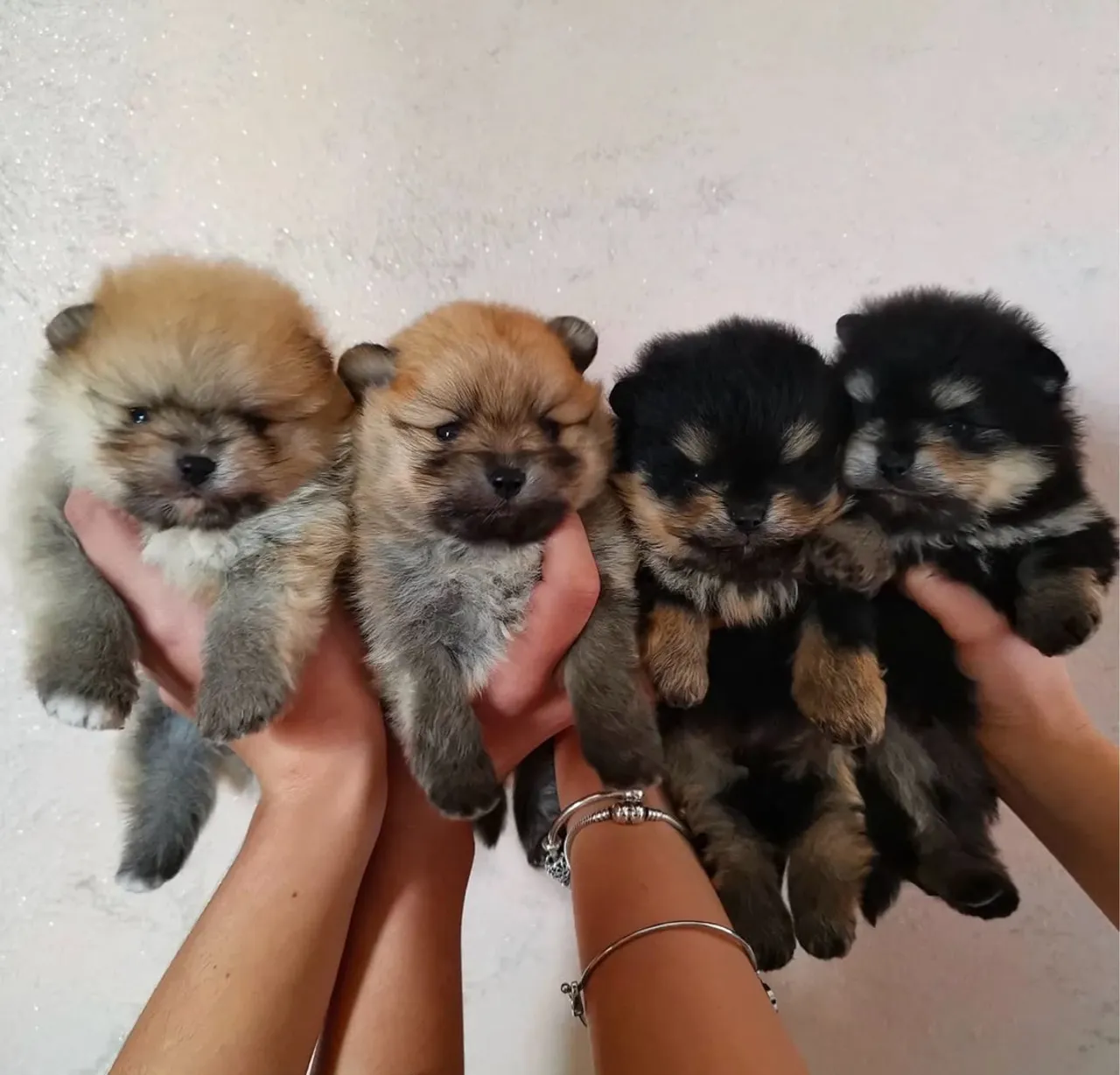 "mini lulu da pomerania" - Cachorros no Brasil