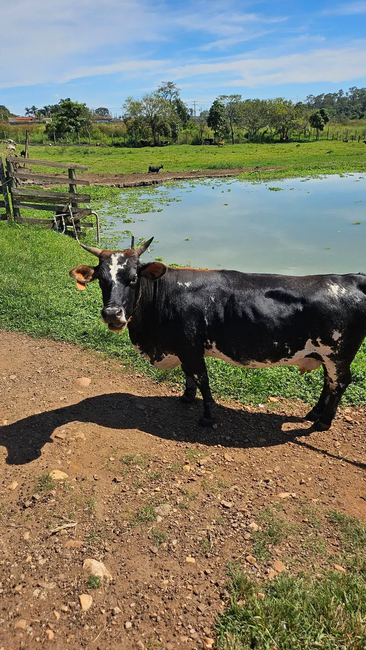 "mini vaca" - Animais para agropecuária no Brasil
