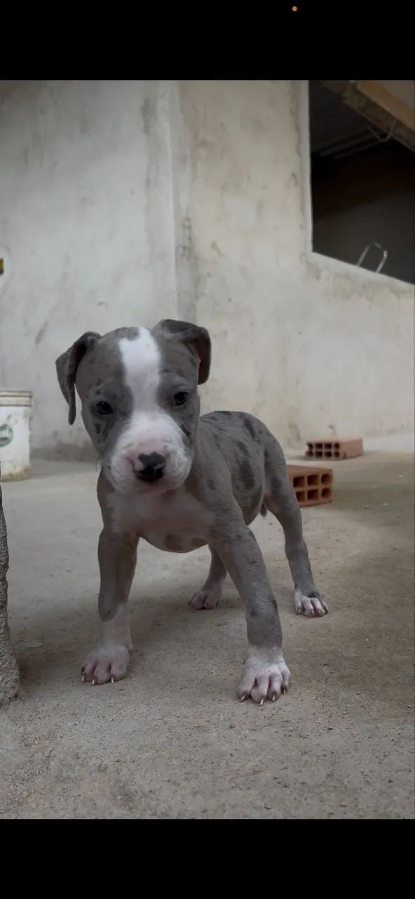 Pit monster, merle - Cachorros - Estoril, Belo Horizonte 1473191052 | OLX