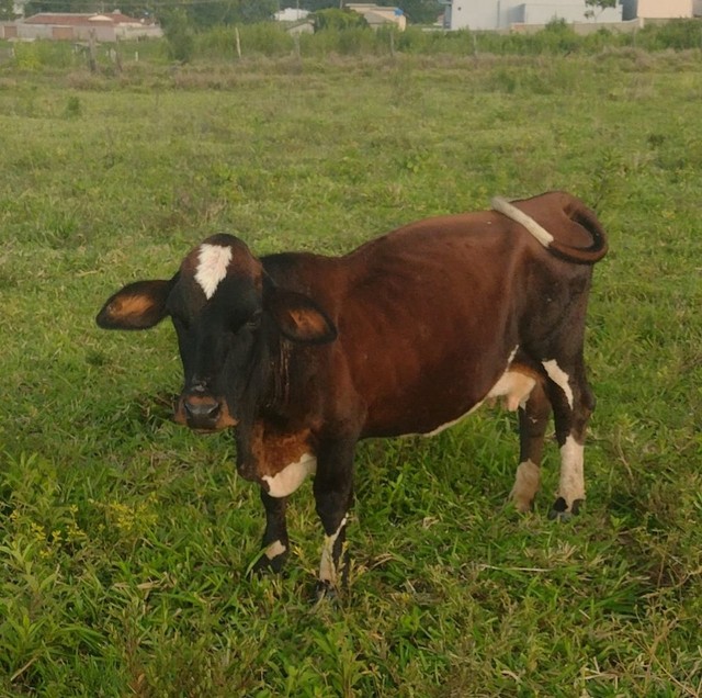 Mini vaca | +154 anúncios na OLX Brasil