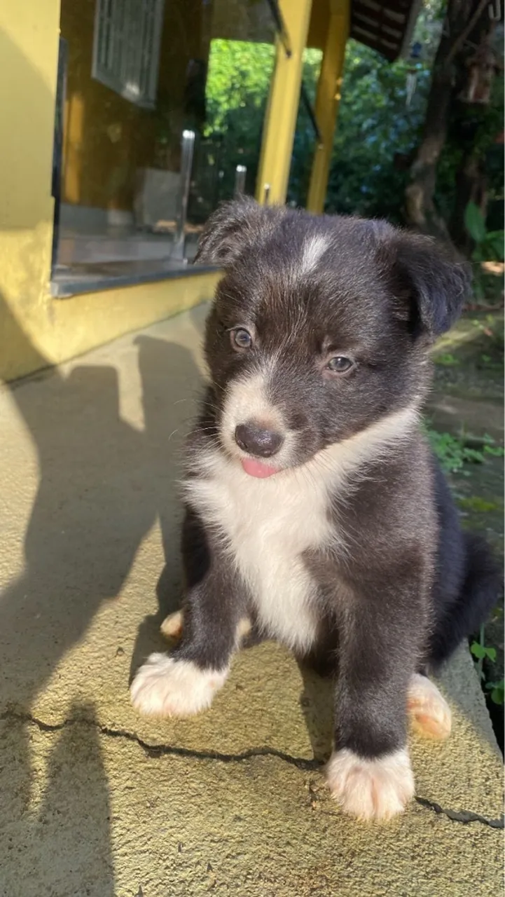 "bode filhote" no Brasil