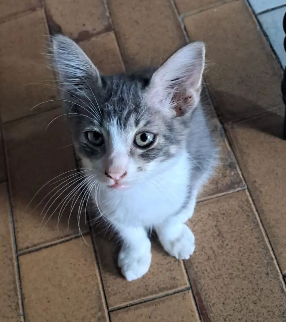 Bolinhas de pelo para adoção - Gatos - Cidade Nova, Ananindeua ...