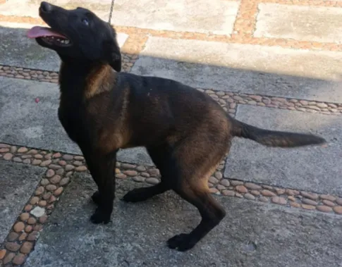 "mallinois" no Brasil