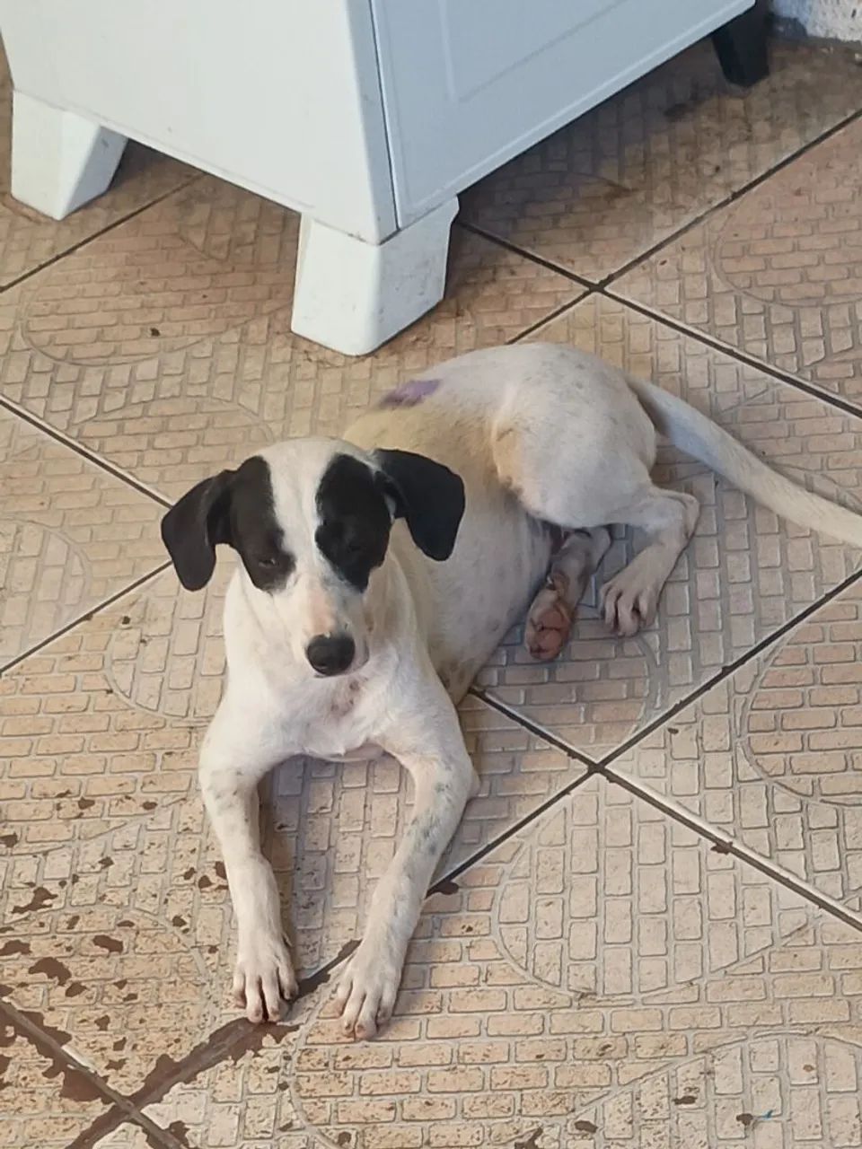 Doação de Pet - Serviços - Japiim, Manaus 1472773382 | OLX