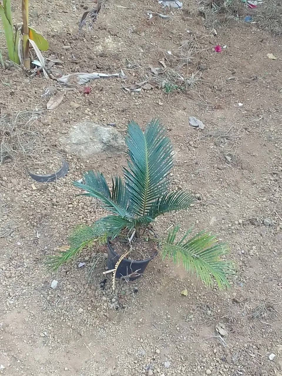 "planta cica" no Brasil