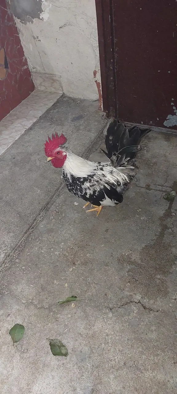 "garnizes nagasaki" no Brasil