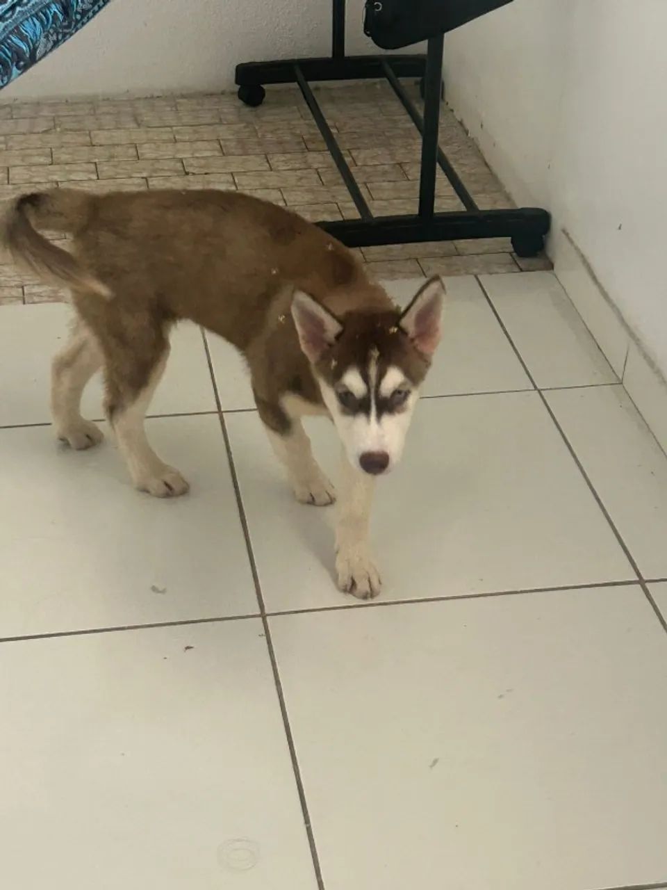 Husky siberiano 3 meses - Cachorros - Adrianópolis, Manaus 1468178728 | OLX