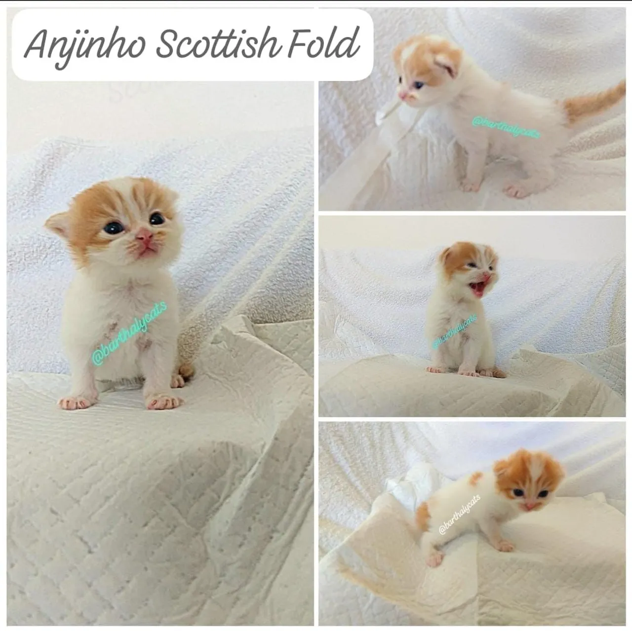 "gatos scottish fold" - Gatos no Brasil