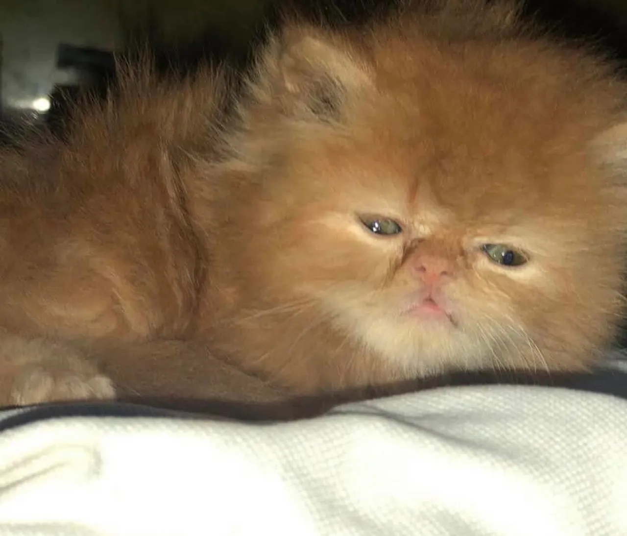 "gato laranja" - Gatos no Brasil