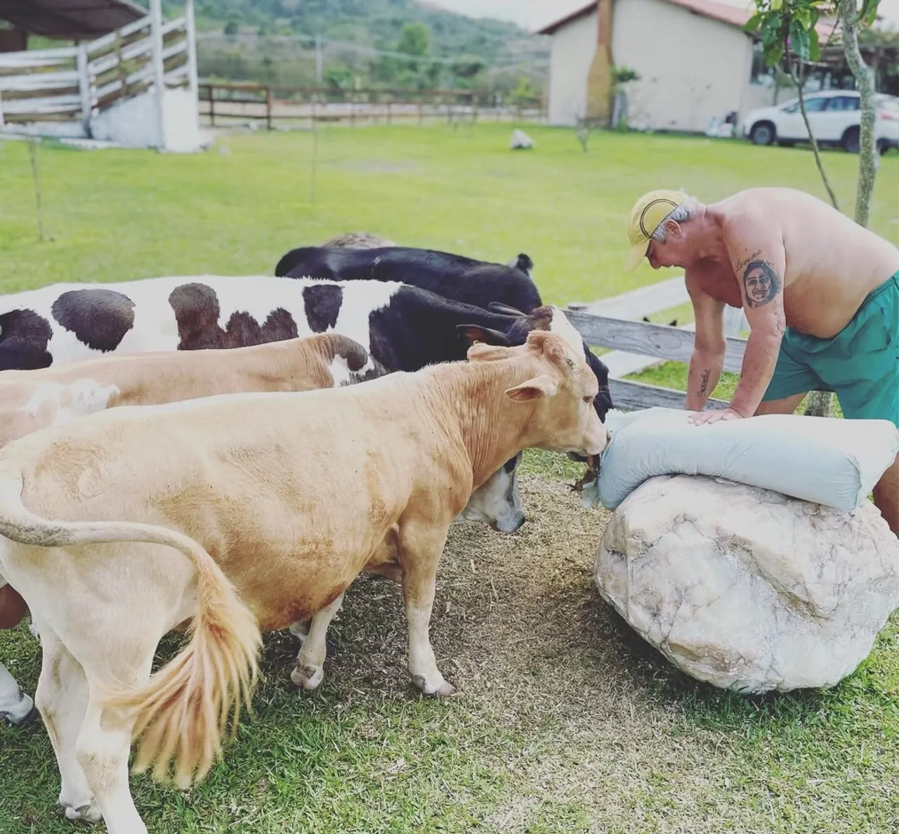 "mini vaca" - Animais para agropecuária no Brasil
