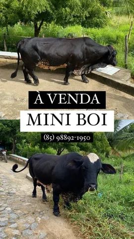 "boi mini boi" no Brasil