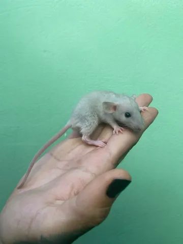 "rato dumbo" no Brasil