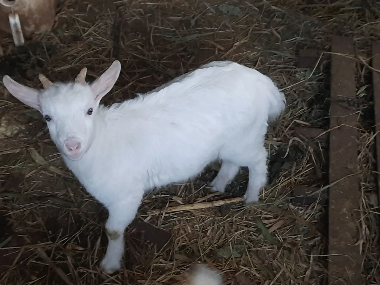 "mini cabras" no Brasil