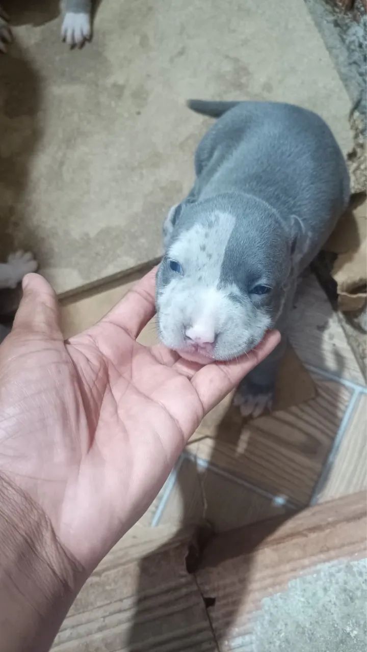 American Bully Pocket e micro - Cachorros - Santa Margarida I (Tamoios ...