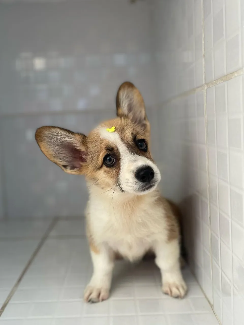 "corgi" - Cachorros no Brasil