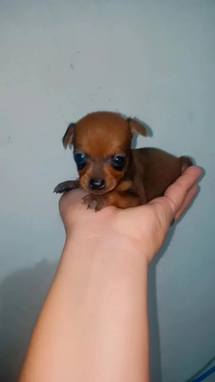 "pinscher 0" - Cachorros no Brasil