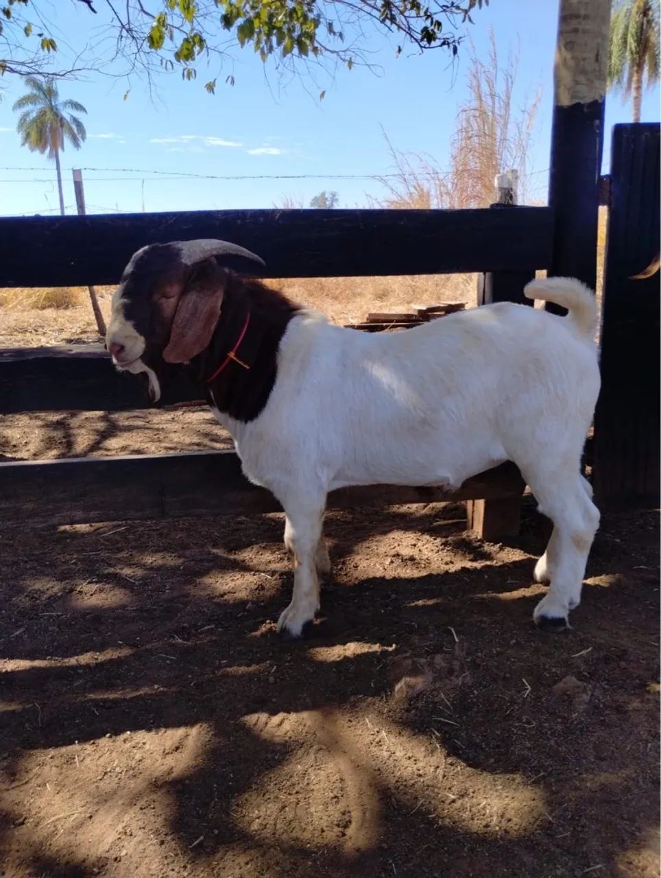 Bode Boer Puro - Excelente Genética - Animais para agropecuária ...