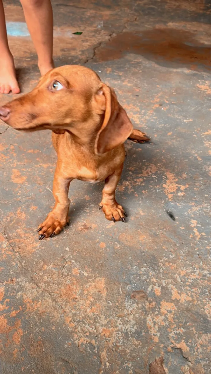 "cachorro cofap" - Cachorros no Brasil