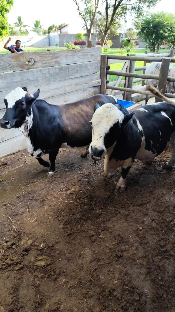 "mini vaca" - Animais para agropecuária no Brasil