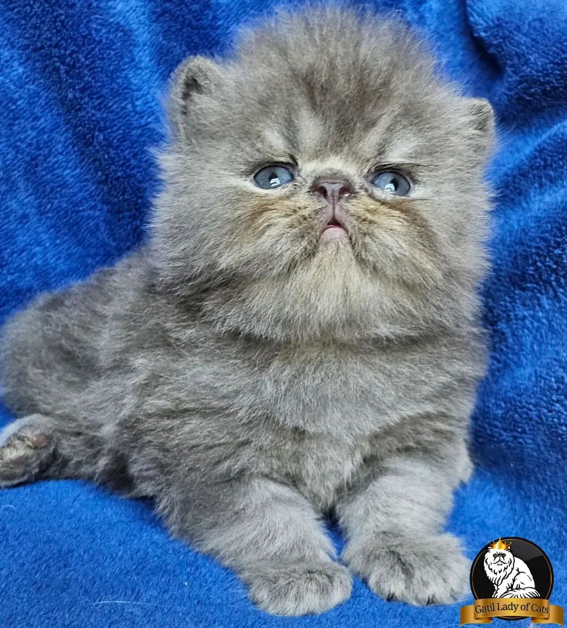 Gato persa machinho Blue - Gatos - Bangu, Rio de Janeiro 1453448193 | OLX