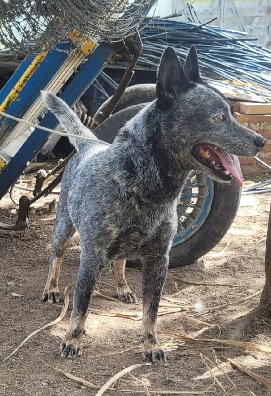 "boiadeiro" no Brasil