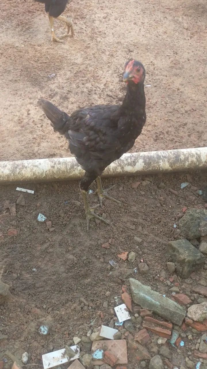 Frangos Caipira Puro. - Animais para agropecuária - Santa Inês, Rio ...