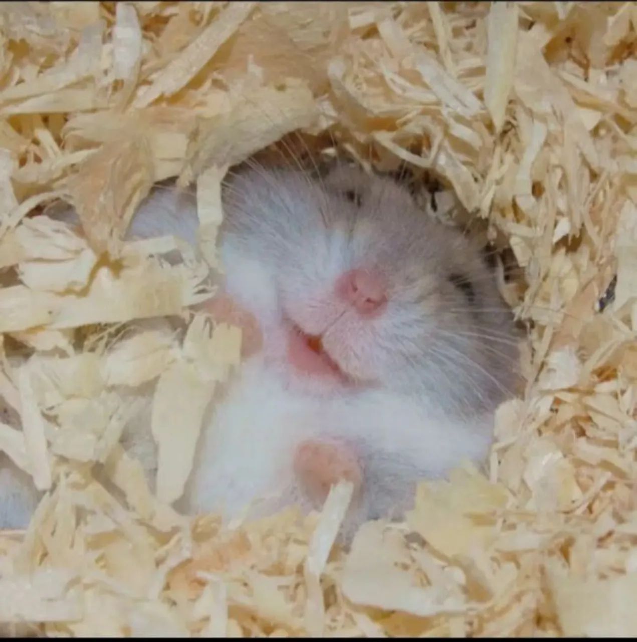 ?Hamster Anão Russo? - Roedores - Alto da Posse, Nova Iguaçu 1469987028 ...