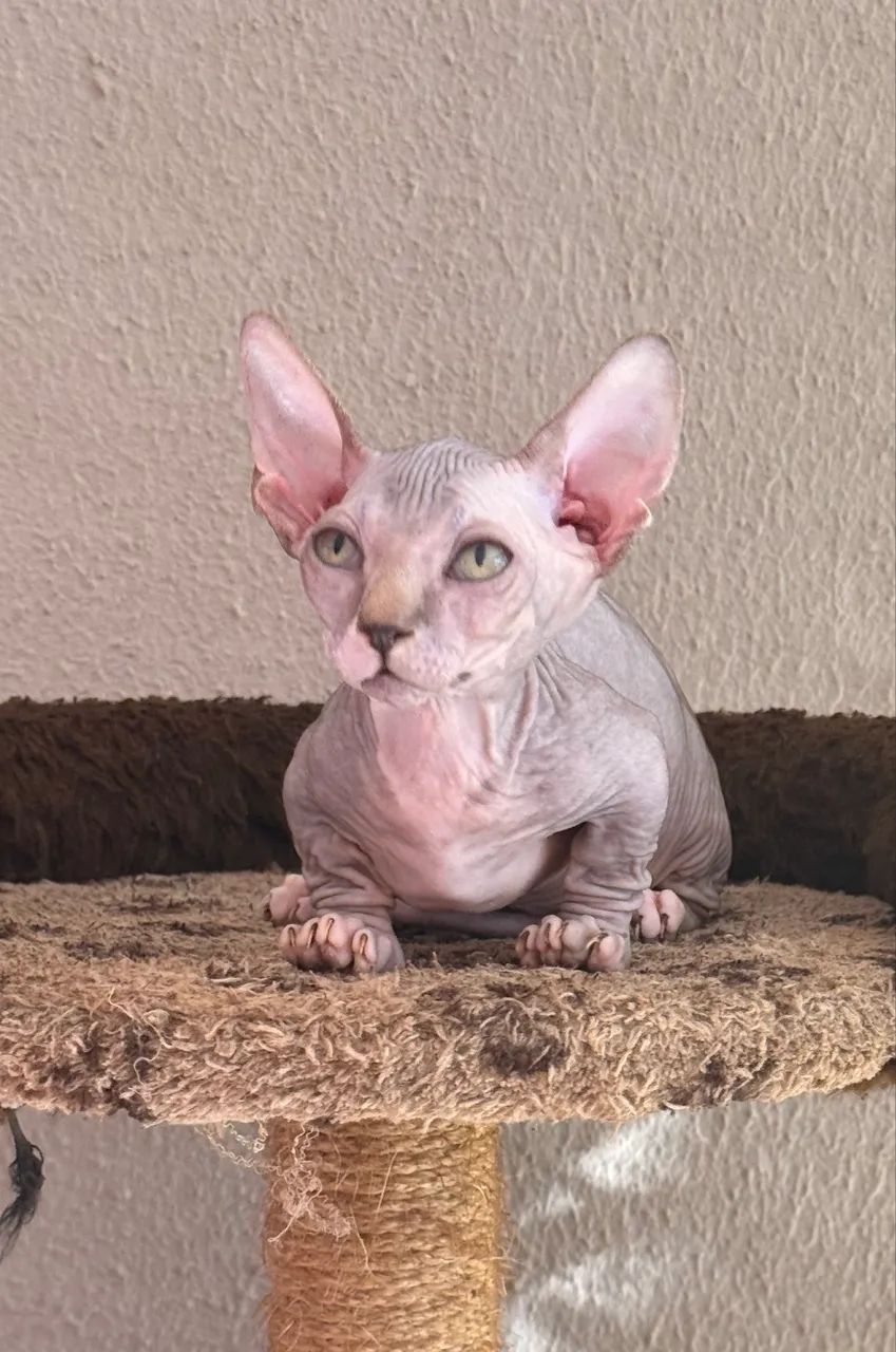 Filhote Sphynx Bambino - Gatos - Setor Habitacional Vicente Pires ...