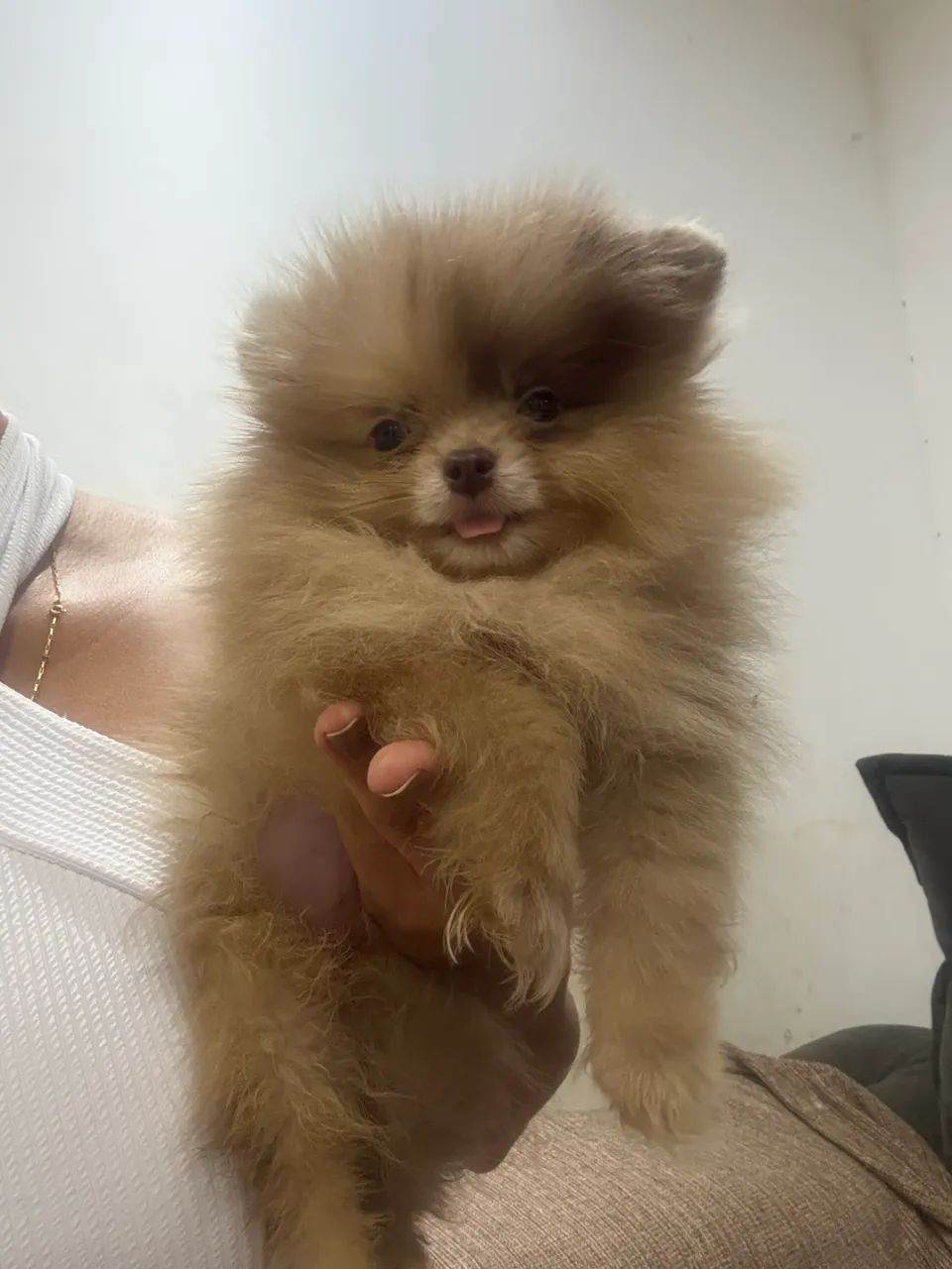 Fêmea de Lulu da Pomerania Choco Merle - Cachorros - Campo Grande, Rio ...