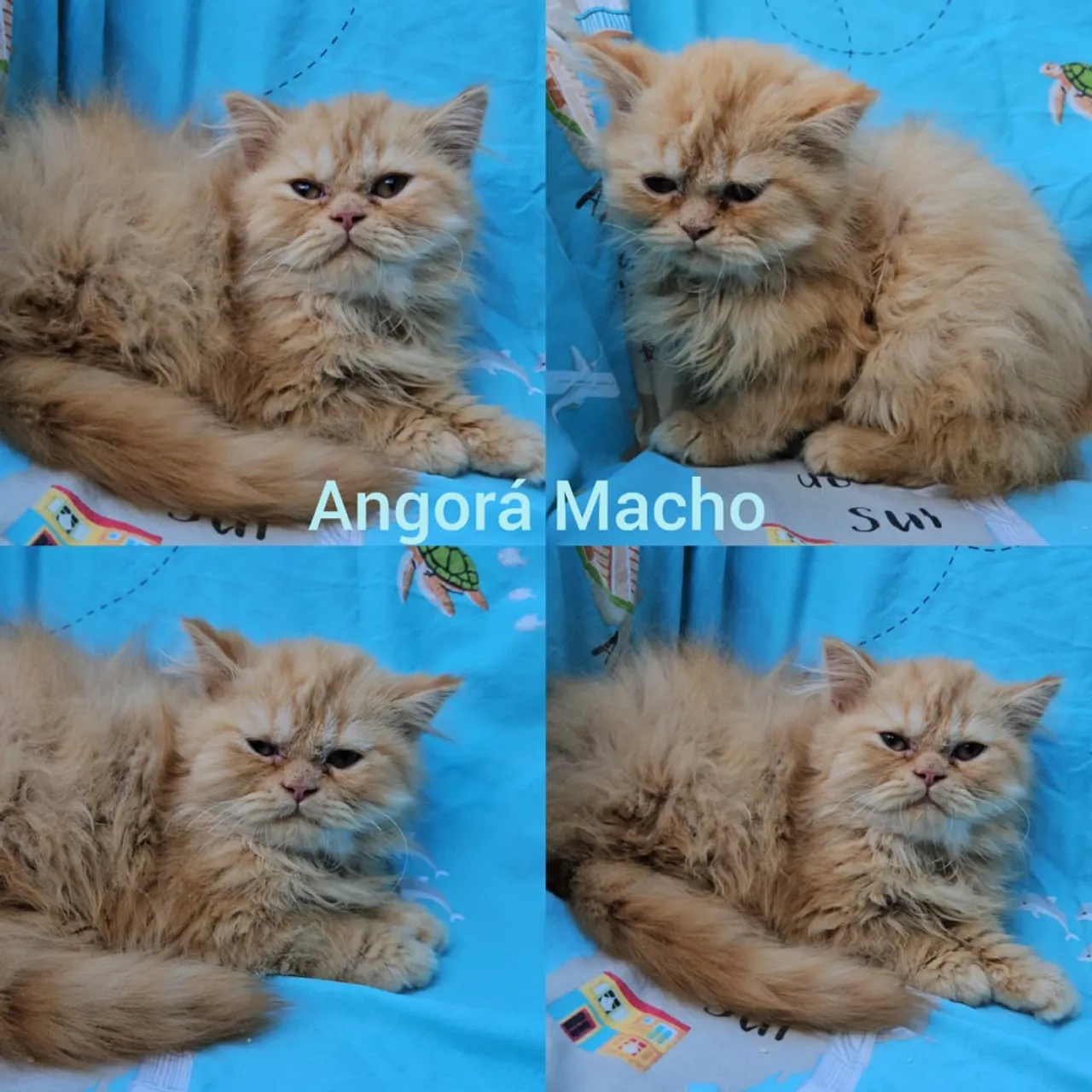 "gato angora" - Gatos no Brasil