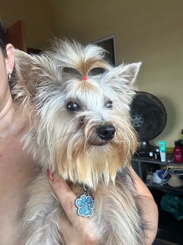 "yorkshire macho adulto" no Brasil