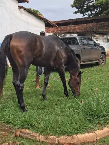 "cavalo psi" no Brasil